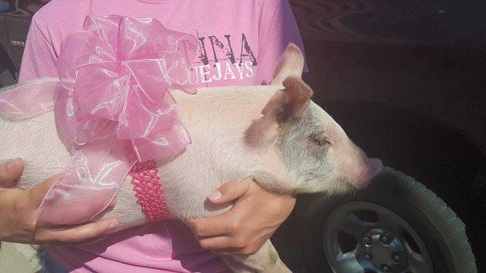 Pardoned pig: Mayor spares 'Sallie' from 'BaconFest Omaha'