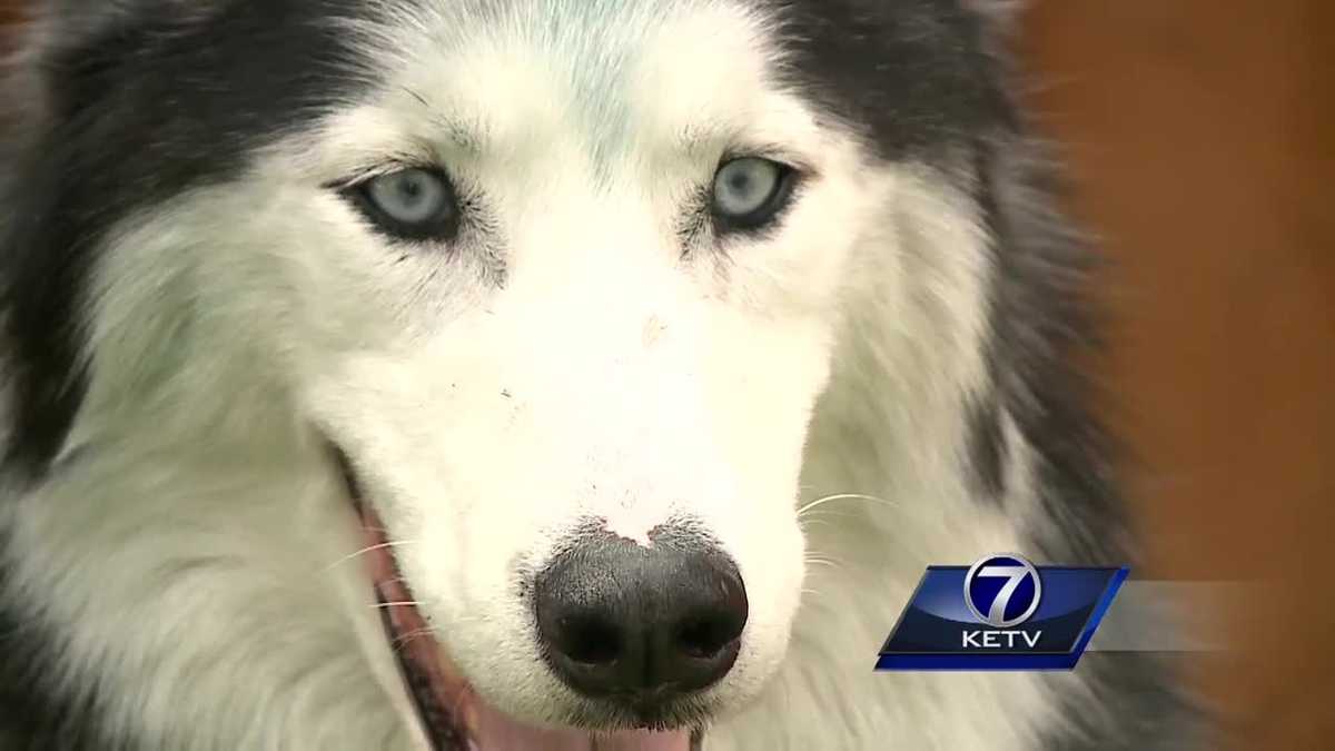 Service dog stolen, dyed, then dumped in rural Nebraska