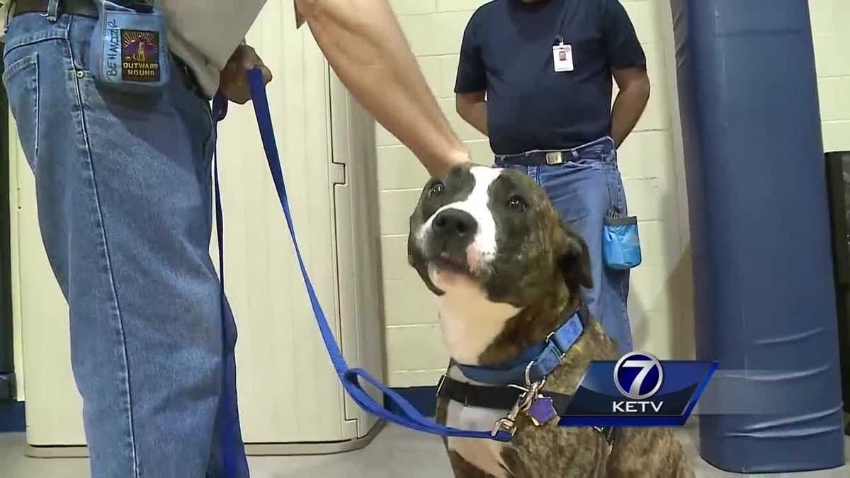 Iowa correctional facility program allows inmates to train rescue dogs ...