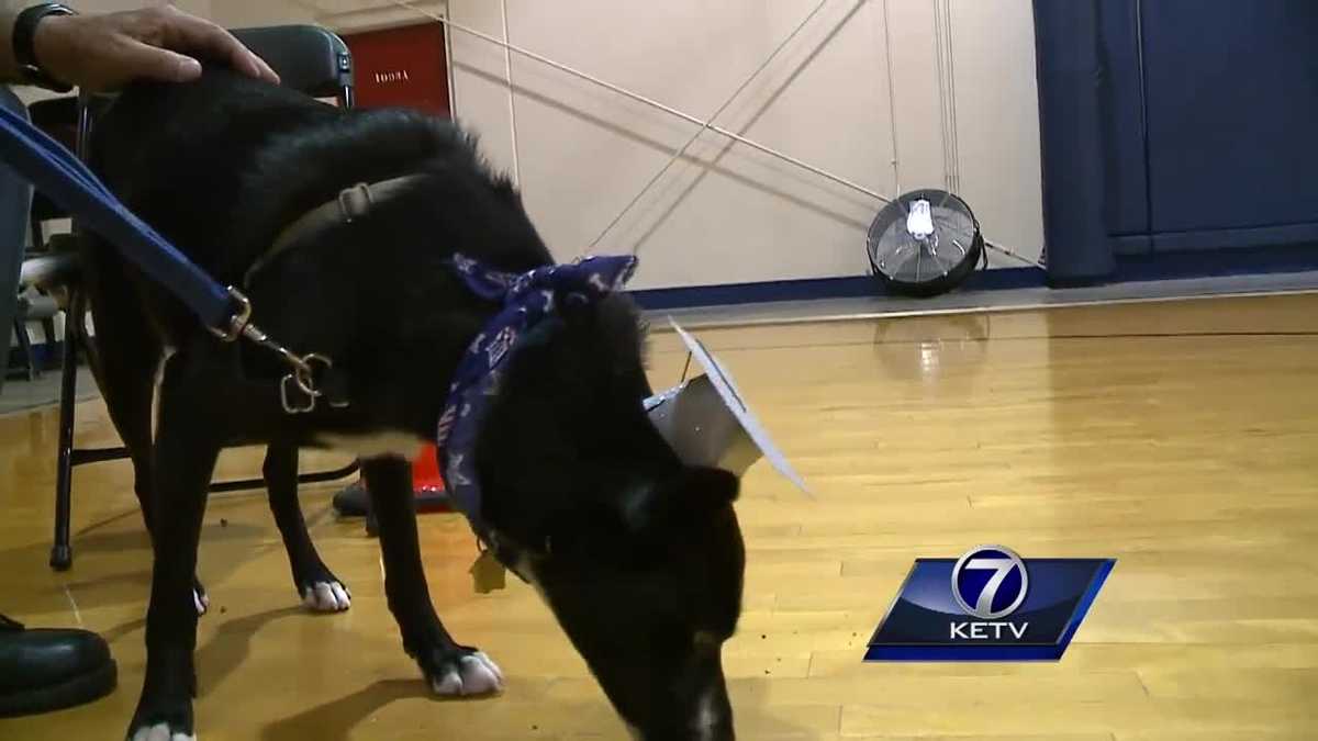 Rescue dogs trained by Iowa prison inmates graduate
