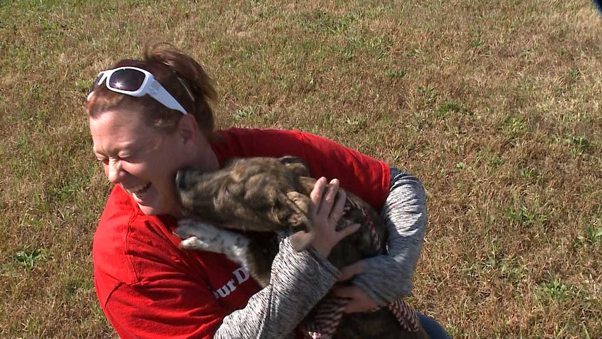 'Dog Is My CoPilot' transports animals after natural disaster
