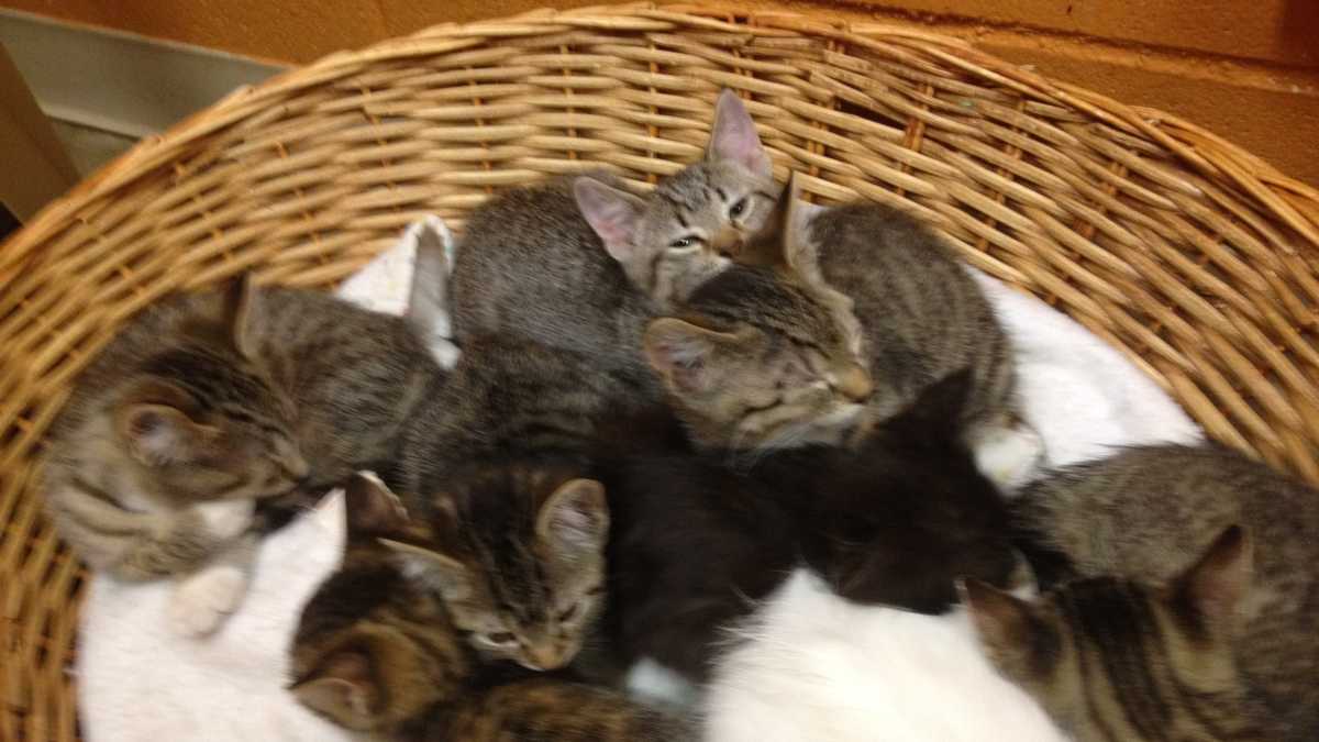 Free Kittens!