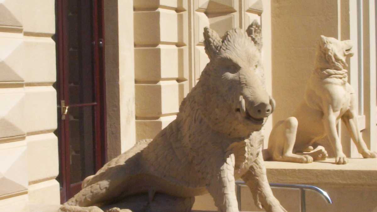 Razorbacks around the world