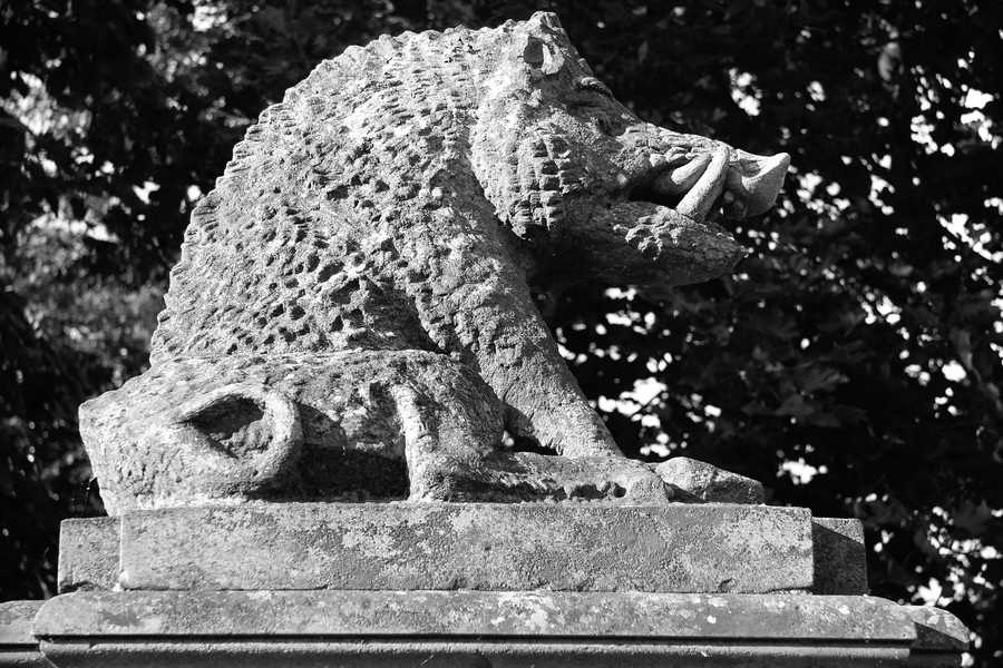 Razorbacks around the world