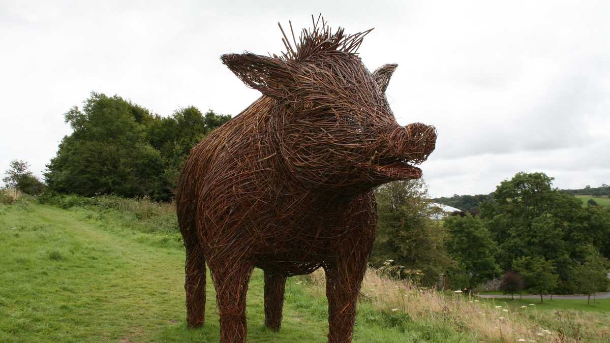 Razorbacks around the world