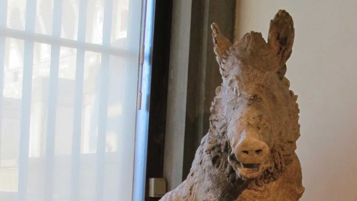 Razorbacks around the world