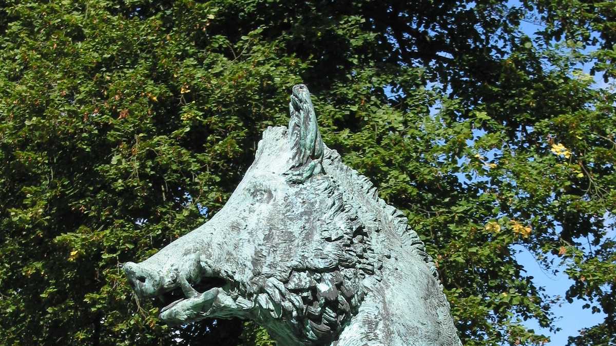 Razorbacks around the world