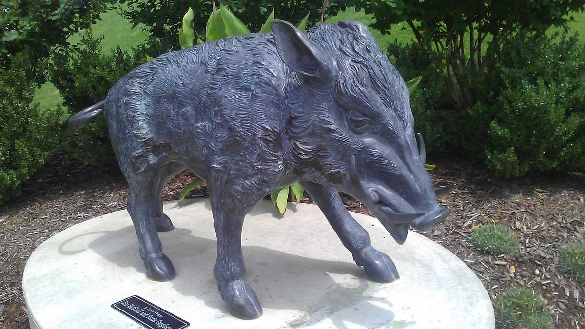 Razorbacks around the world