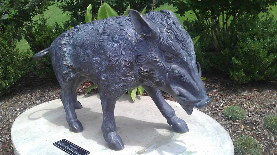 Razorbacks around the world