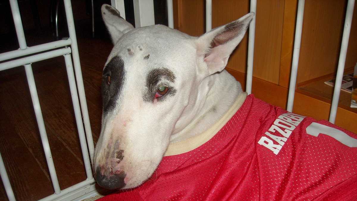 Razorback Fan Photos