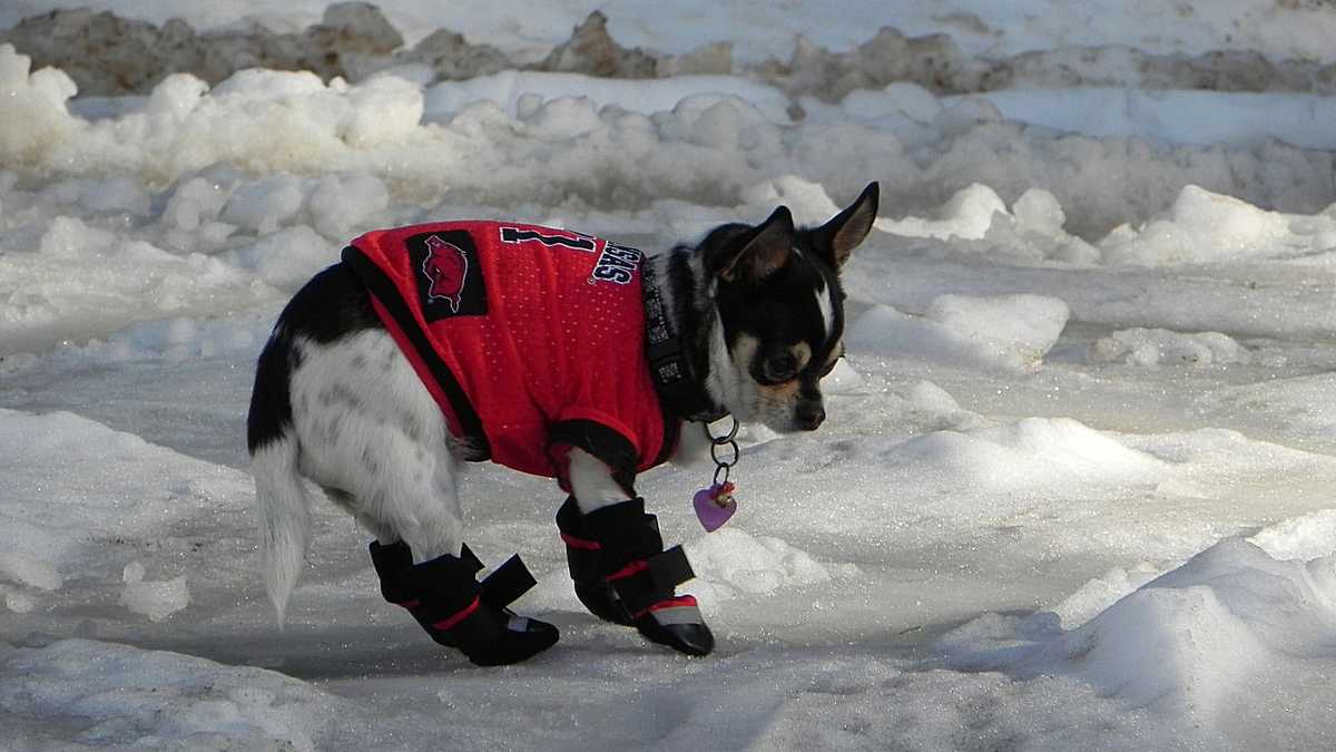 Razorback Fan Photos