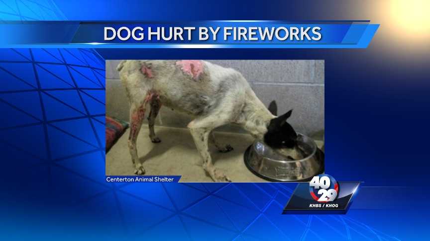 Shelter raises money to help dog hurt by fireworks