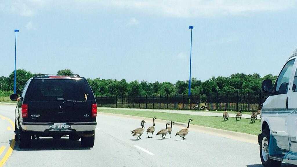Driver watches as well-recognized goose is hit by car in Rogers