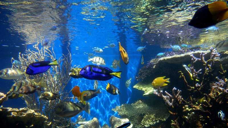 Most Expensive Hobbies