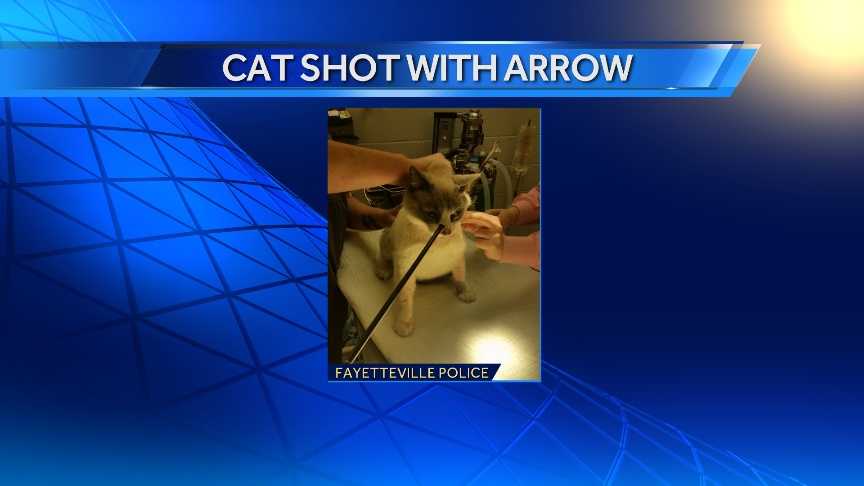 PHOTOS: Cat shot in head with arrow