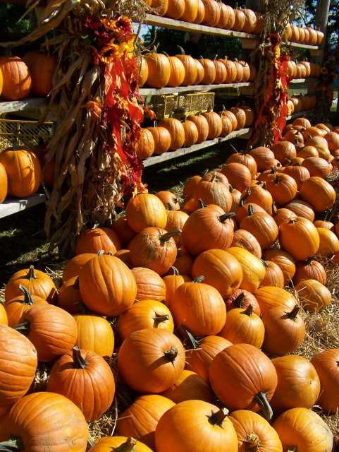 List of Things to Do: It's Time for Pumpkins, Fall Fun & Fairs
