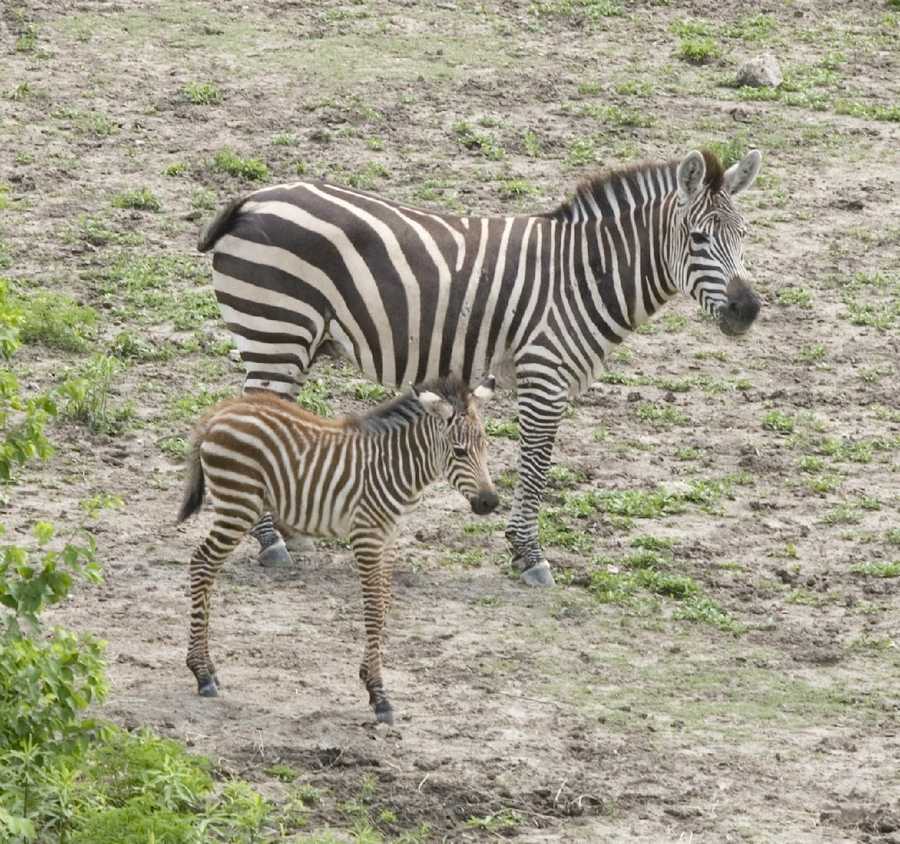 Images: KC Zoo Welcomes Baby Zebra