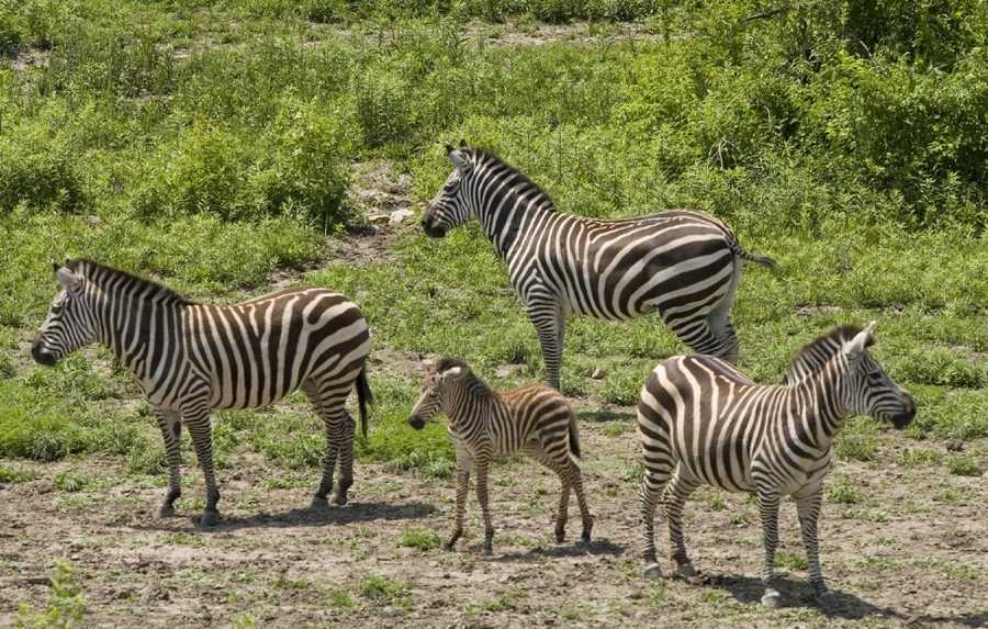 Images: KC Zoo Welcomes Baby Zebra