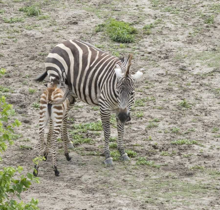 Images: KC Zoo Welcomes Baby Zebra