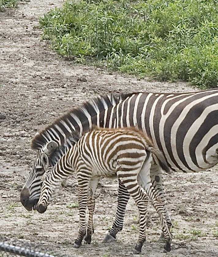 Images: KC Zoo Welcomes Baby Zebra