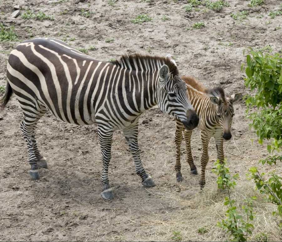 Images: KC Zoo Welcomes Baby Zebra