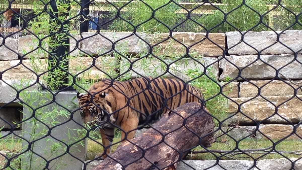 KC Zoo shows off new tiger exhibit