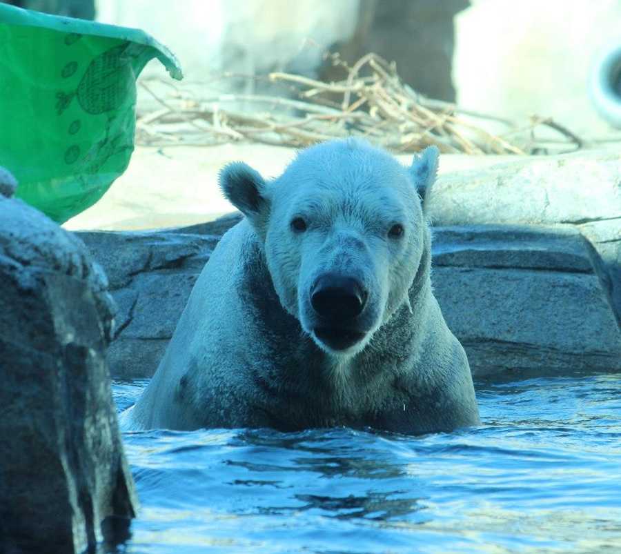 Images: Polar bears at KC Zoo meet for first time