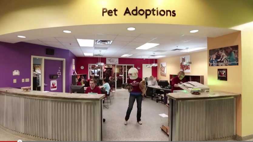 Animal shelter creates 'Harlem Shake' video