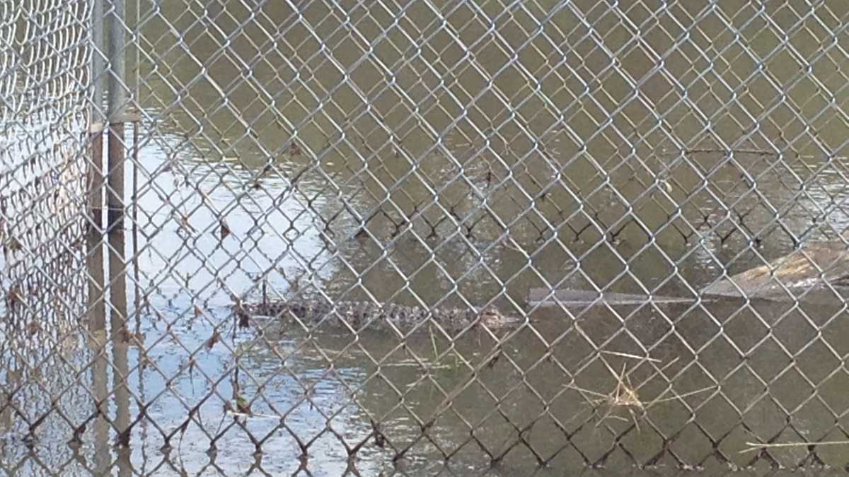 Alligator shot while awaiting rescue in Atchison County Lake