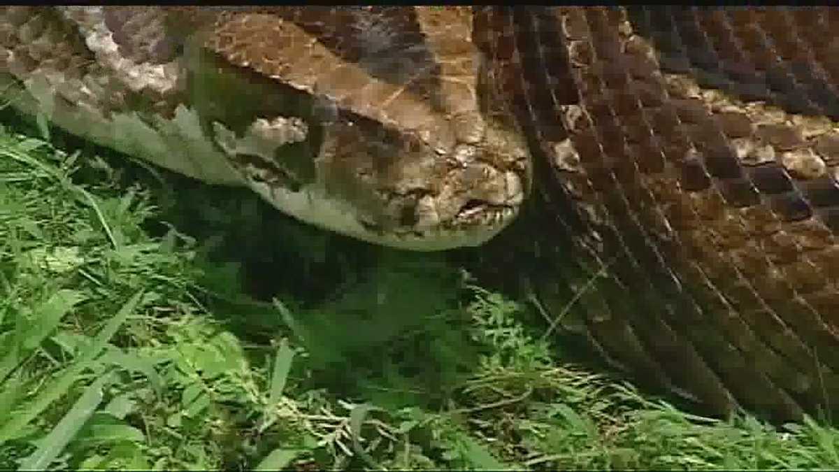 Canada deaths shine spotlight on pythons