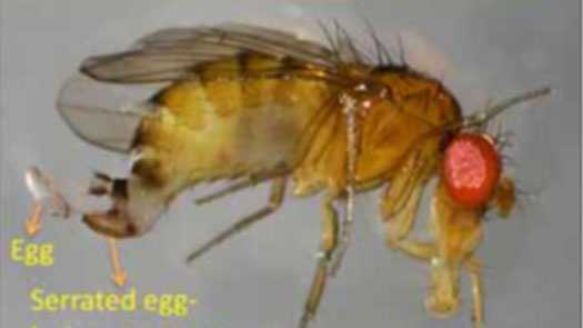 New type of fruit fly makes its way to Missouri
