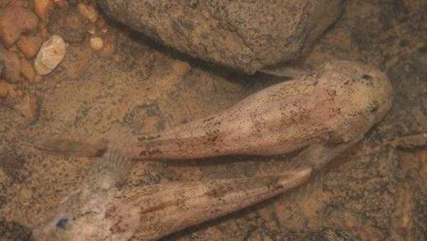 Cave-dwelling fish in Mo. added to endangered list