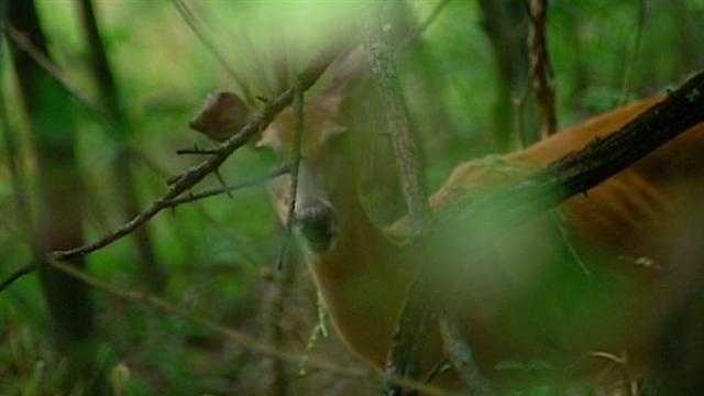 Images: What you need to know about deer dangers