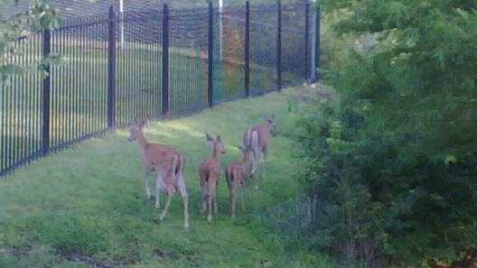 Images: What you need to know about deer dangers