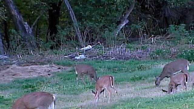 Images: What you need to know about deer dangers