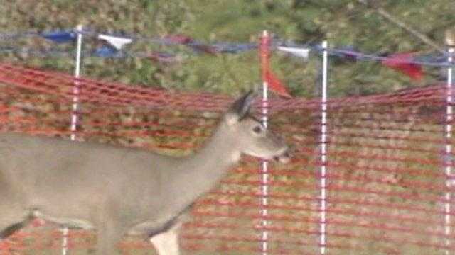 Images: What you need to know about deer dangers