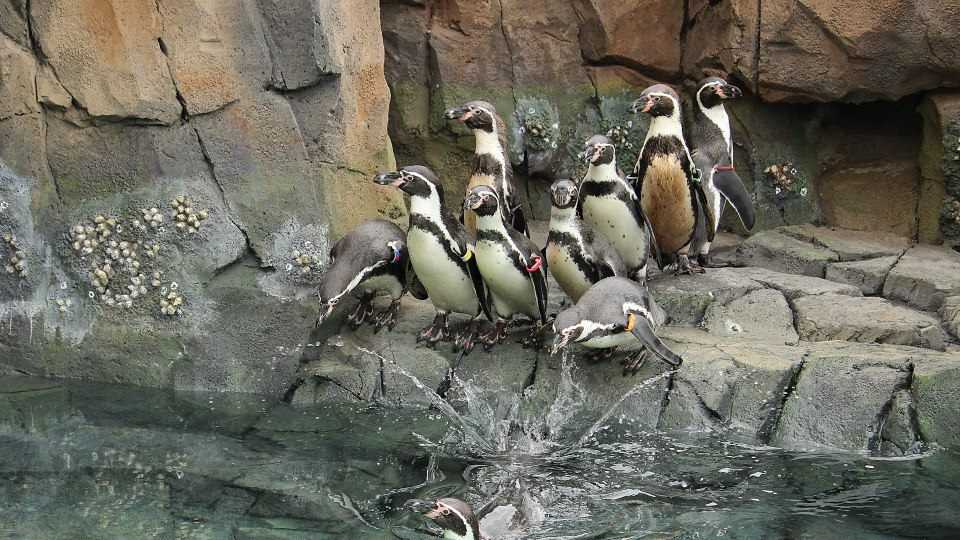 Images: Sneak a peek at KC Zoo's new penguin exhibit