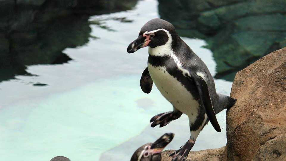 Images: Sneak a peek at KC Zoo's new penguin exhibit