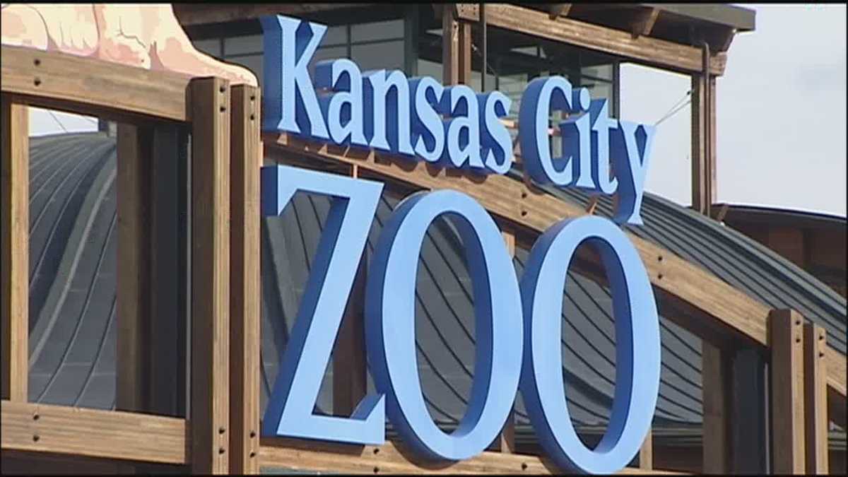 KC Zoo uses stem cells to prevent disease in older animals