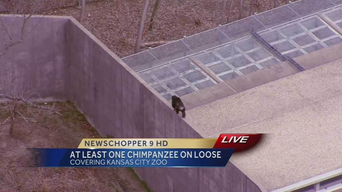 Images: Chimpanzee escape at the Kansas City Zoo