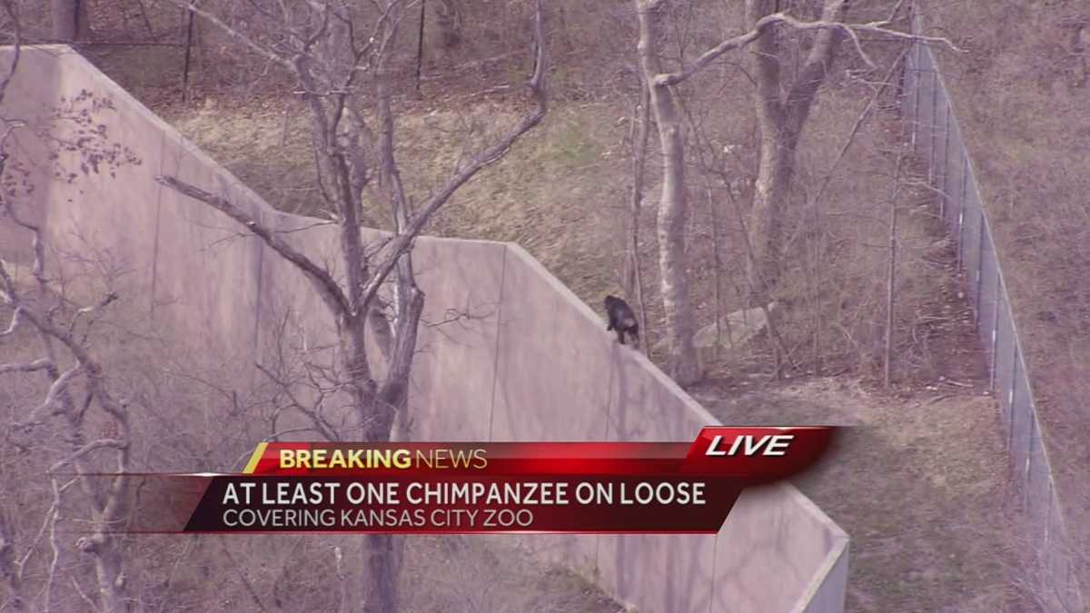 Images: Chimpanzee escape at the Kansas City Zoo