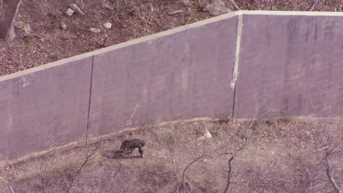 Images: Chimpanzee escape at the Kansas City Zoo