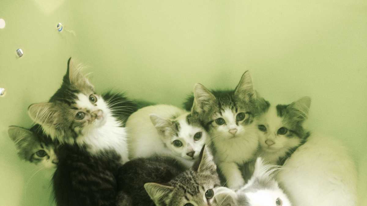 Dozen kittens in containers dropped at animal shelter's door