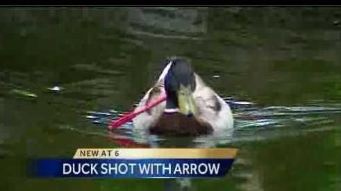 Injured duck eludes latest rescue attempt at Loose Park