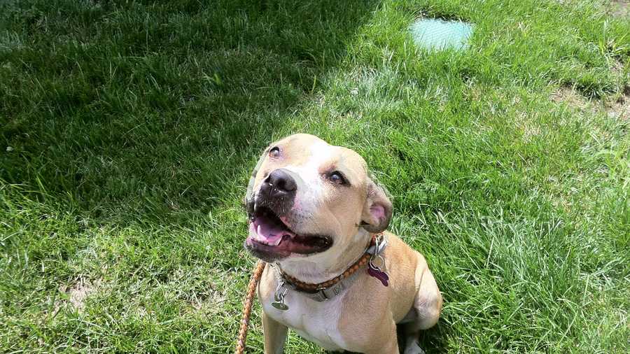 Dog rescued from dog-fighting ring arrives in KC area