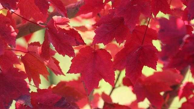 23 things you didn't know about KMBC Anchor Donna Pitman