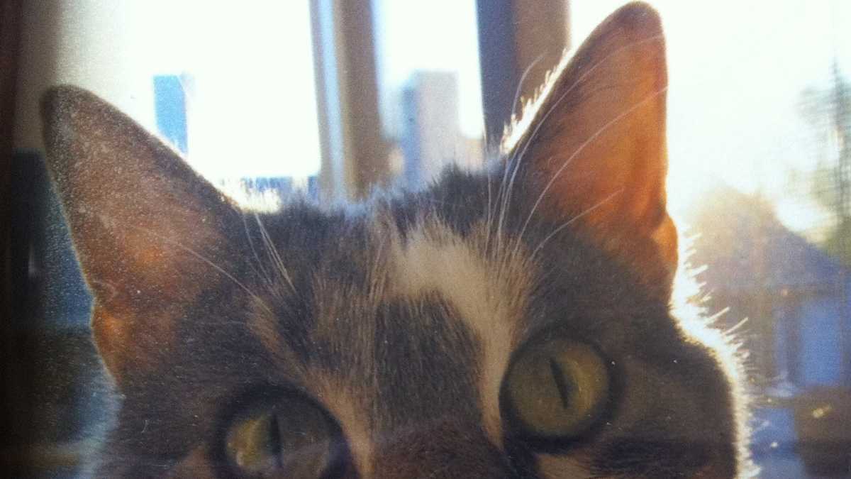 23 things you didn't know about KMBC Anchor Donna Pitman