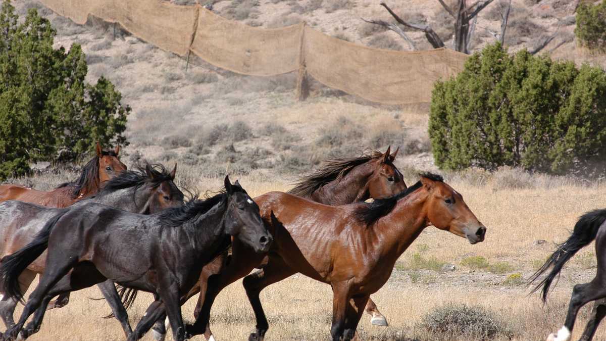 75 wild horses die in western Kansas corral