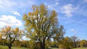 Tree in KC takes title of Missouri's largest