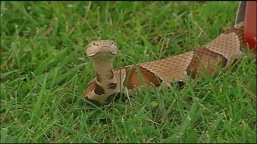 Wet spring leads to spike in snake bites